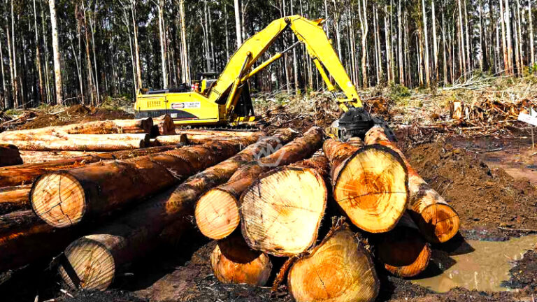 Victoria will Forbid Logging into the Native Forests | WorldMagzine