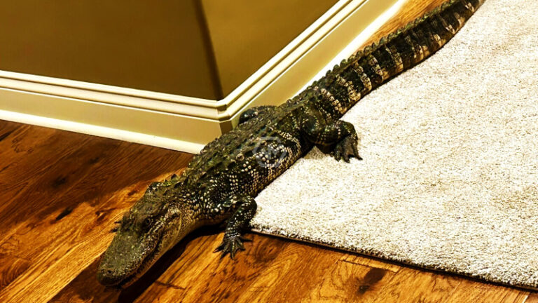 Louisiana Couples Found the Alligator in Their Home | WorldMagzine
