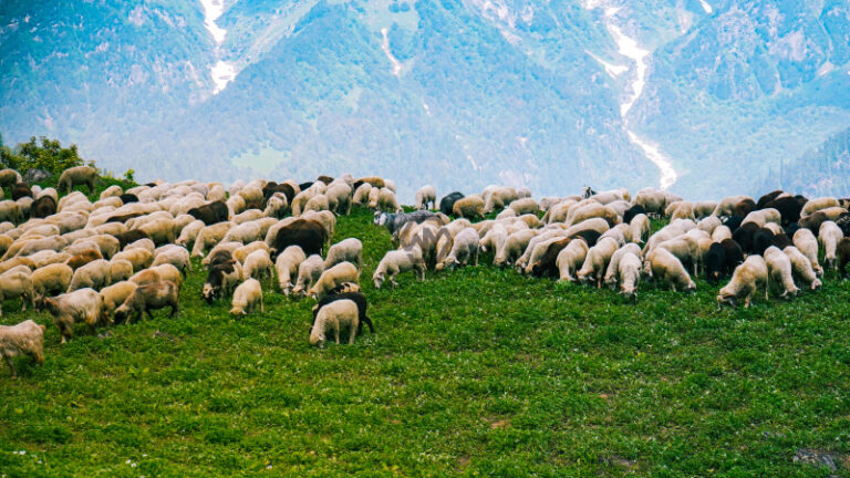 The population of sheep in Australia grows | WorldMagzine