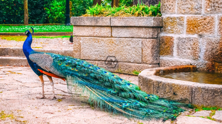 Most Loveable Las Vegas Peacock Pete was Found Dead | WorldMagzine