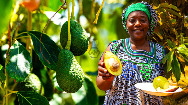 Opportunities for Kenya Farmers in Avocado Farming | WorldMagzine