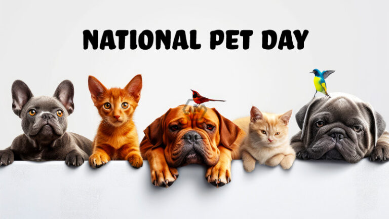 National Pet Day Celebration Deals and Offers in Amazon.in | WorldMagzine